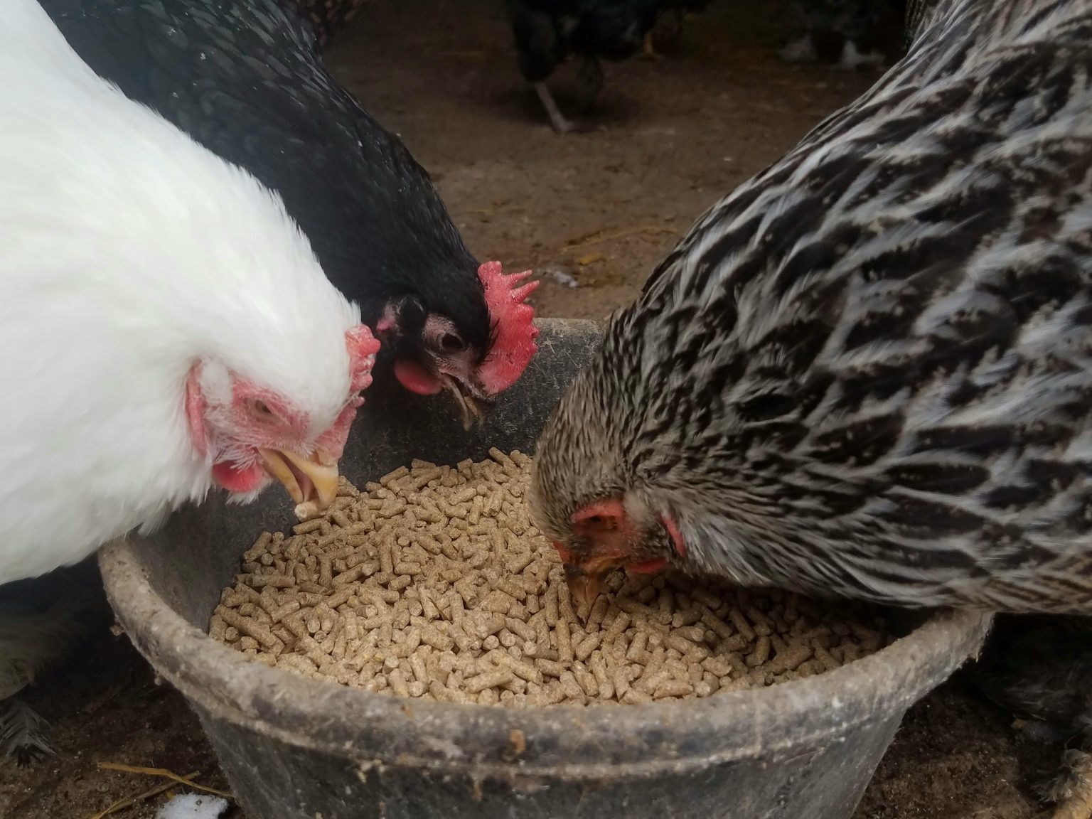 Choline Chloride - PETRONAD - Petrochemical Park